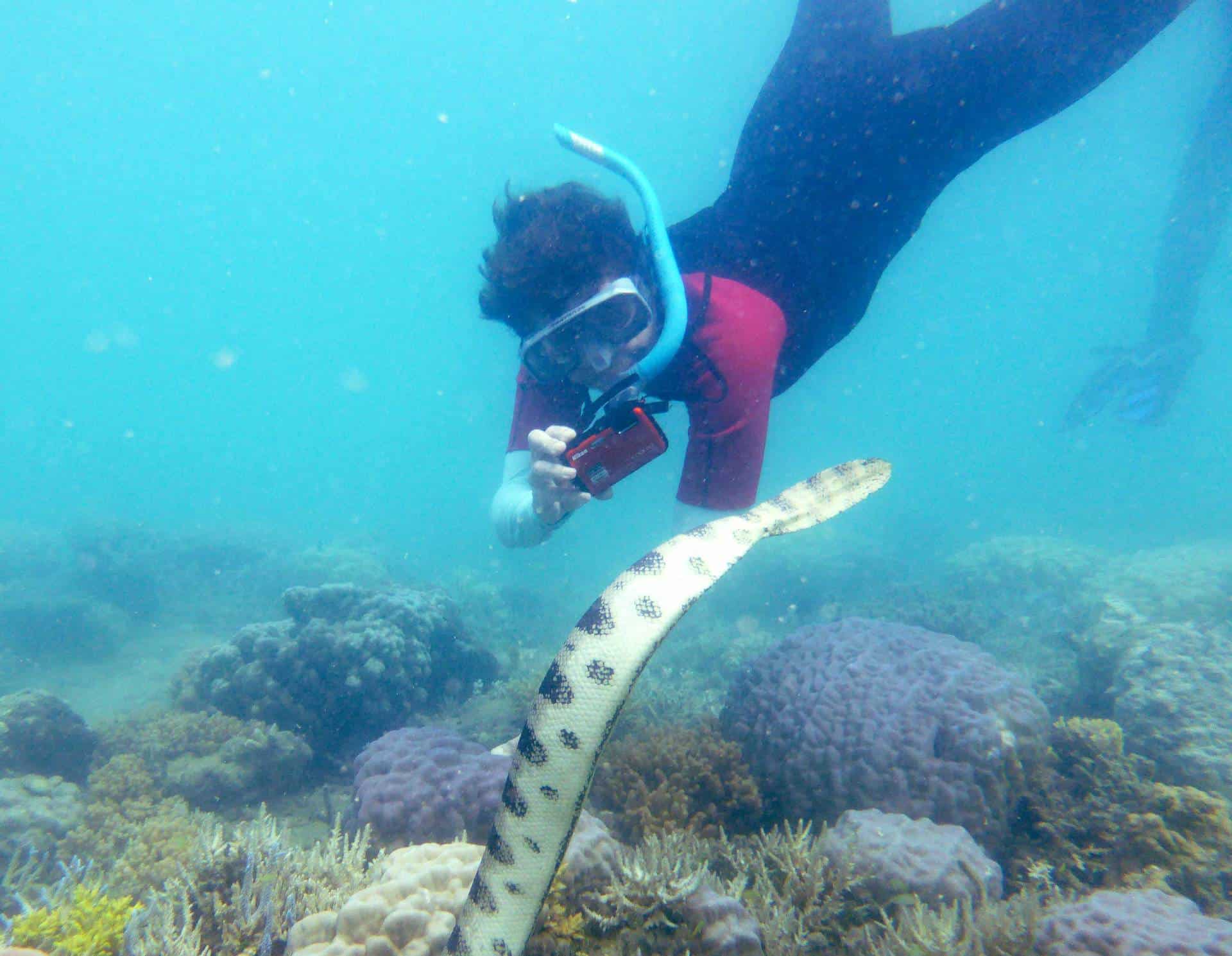 Hydrophis major | Stories of Australian Science, from Science in Public